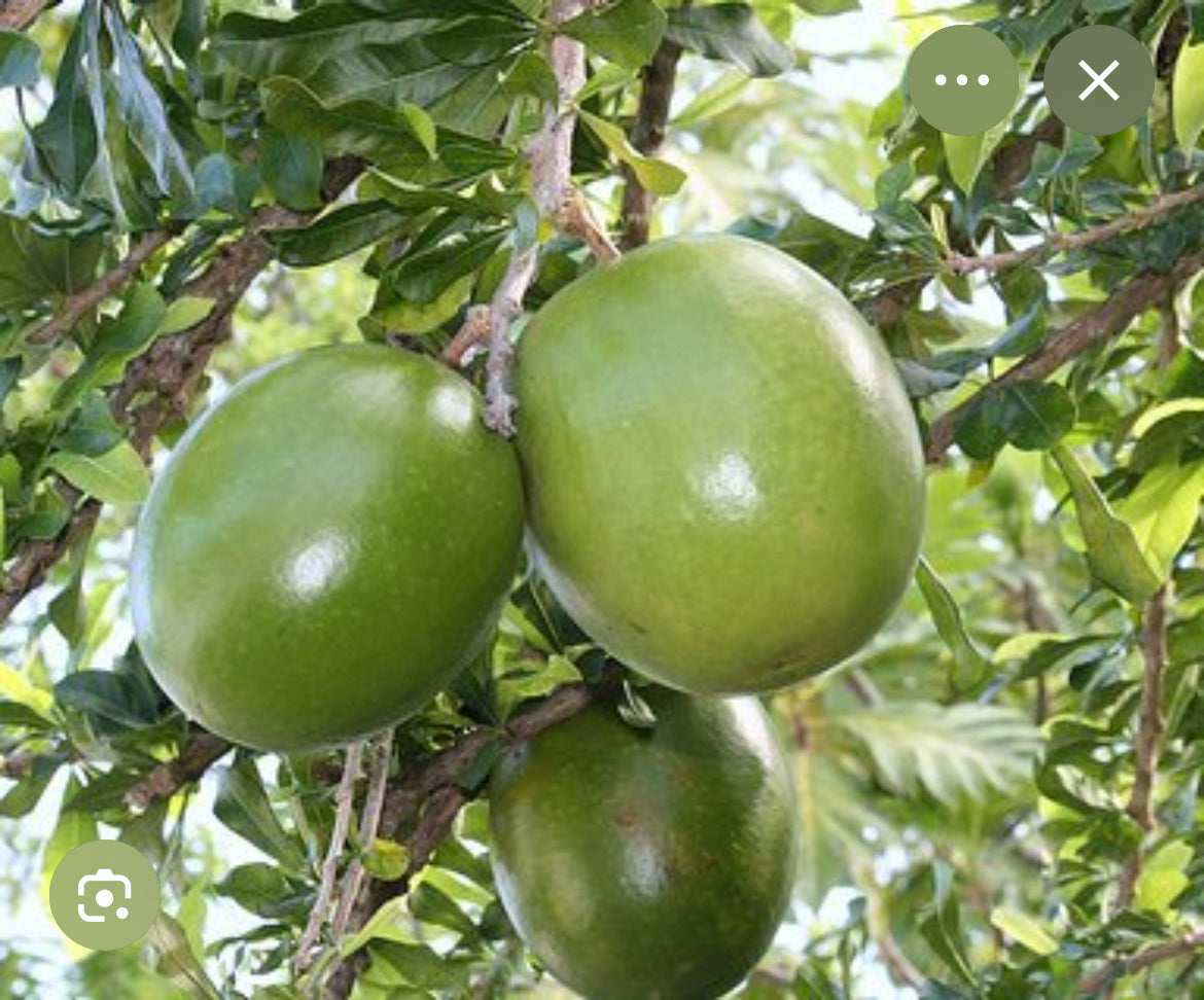 Guira Tree (Crescentia cujete) aka Maracas Fruit Tree (Seedling) – Lara ...