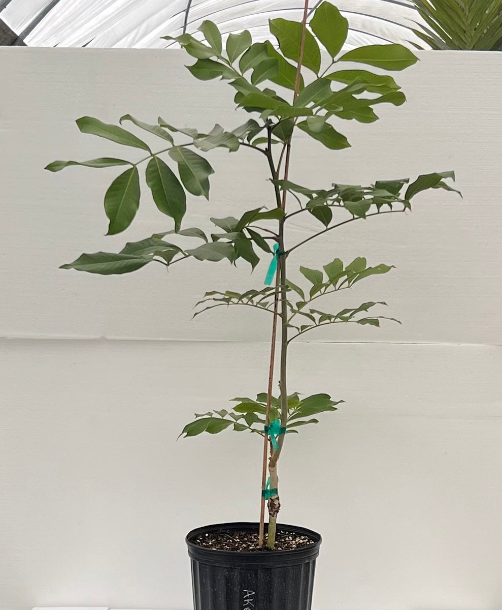 Grafted Akee 3 Gallon Pot – Lara Farms Miami