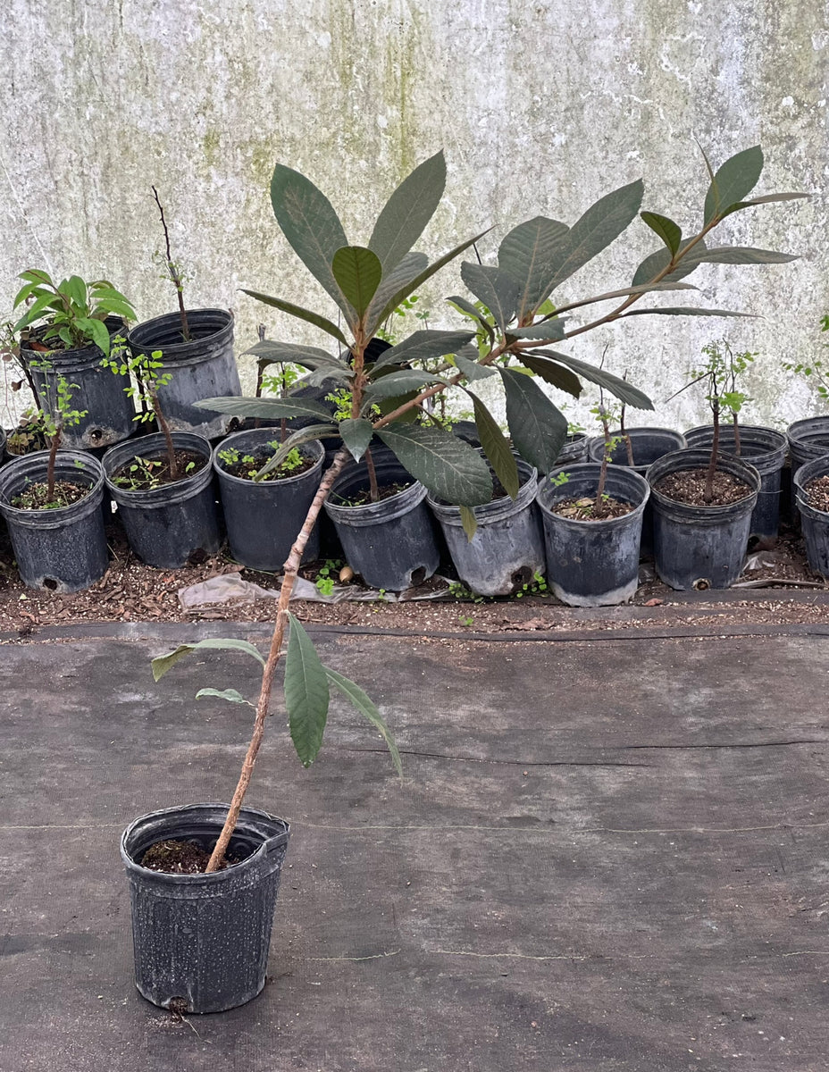 Grafted Loquat 1G Container – Lara Farms Miami
