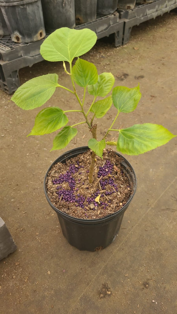Mulberry (Cutting) 1 Gallon Pot – Lara Farms Miami