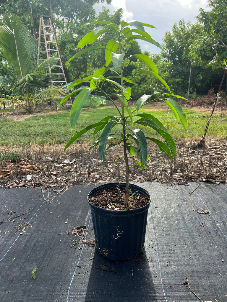 *Grafted Mango Tree 3 Gallons – Lara Farms Miami