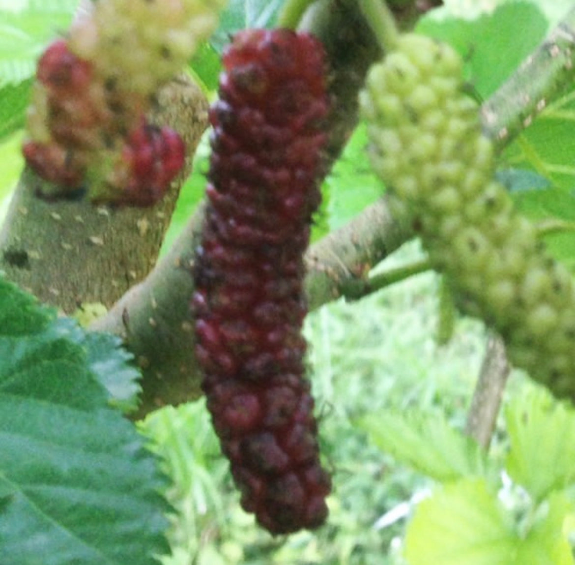 Mulberry (Cutting) 1 Gallon Pot – Lara Farms Miami