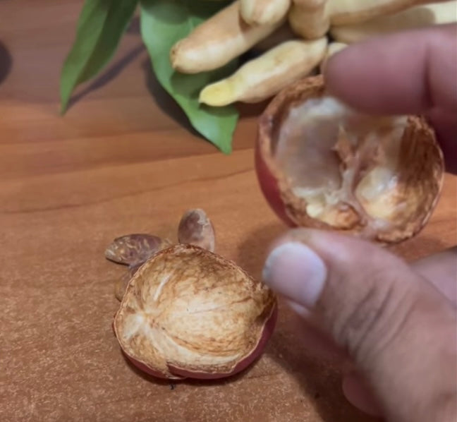 Grafted Seashore Mangosteen Tree 1 Gallon Pot – Lara Farms Miami