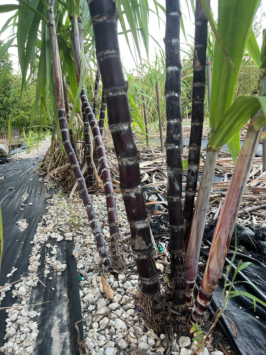 Sugarcane 1 Gallon Pot (2 Varieties) – Lara Farms Miami