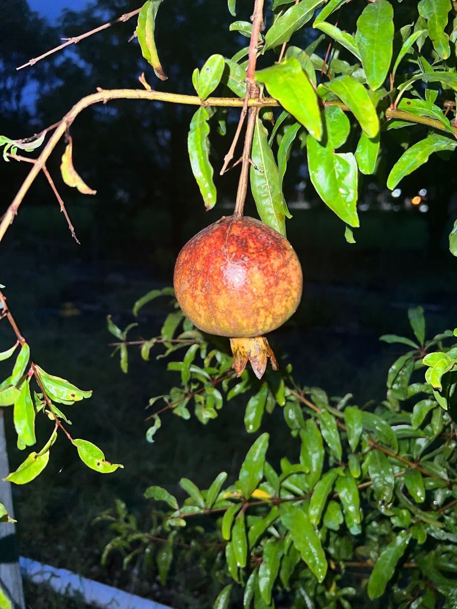 Vietnamese Tropical Pomegranate Seedling Tree 1 Gallon (True to seed ...