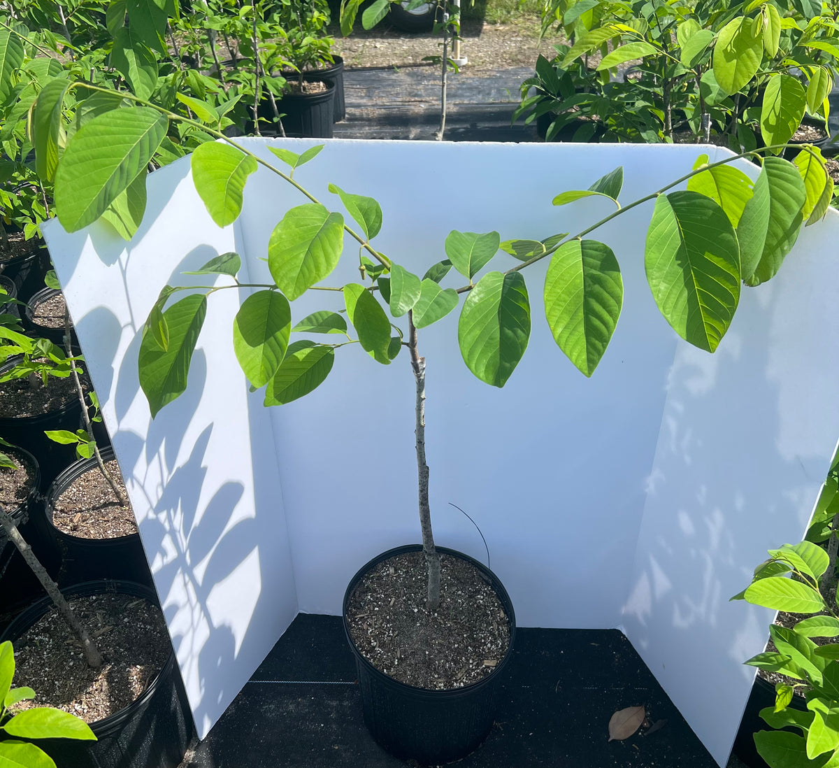 Grafted Atemoya Tree and more 3 Gallon Container – Lara Farms Miami