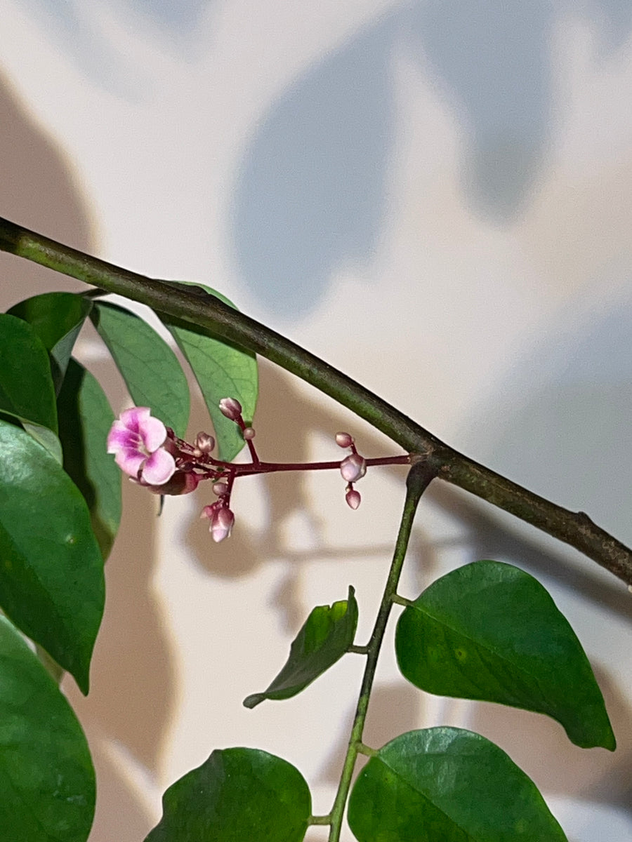 Grafted Carambola Tree 3 Gallon Pot – Lara Farms Miami