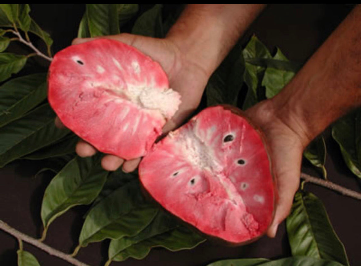 Grafted Custard Apple Tree 3 Gallon Pot – Lara Farms Miami