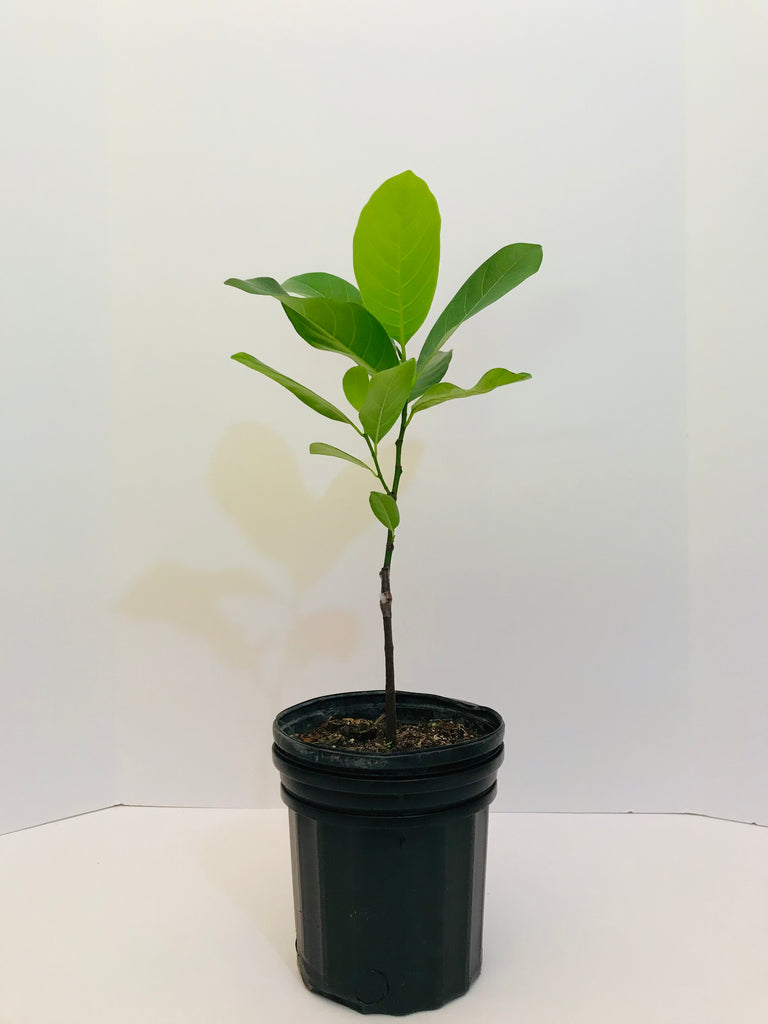 Grafted Jackfruit tree aka Jaca 1 Gallon (11 Varieties) – Lara Farms Miami