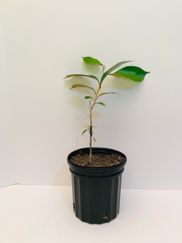 Grafted Caimito AKA Star Apple tree 1 Gallon (3 Varieties) – Lara Farms ...