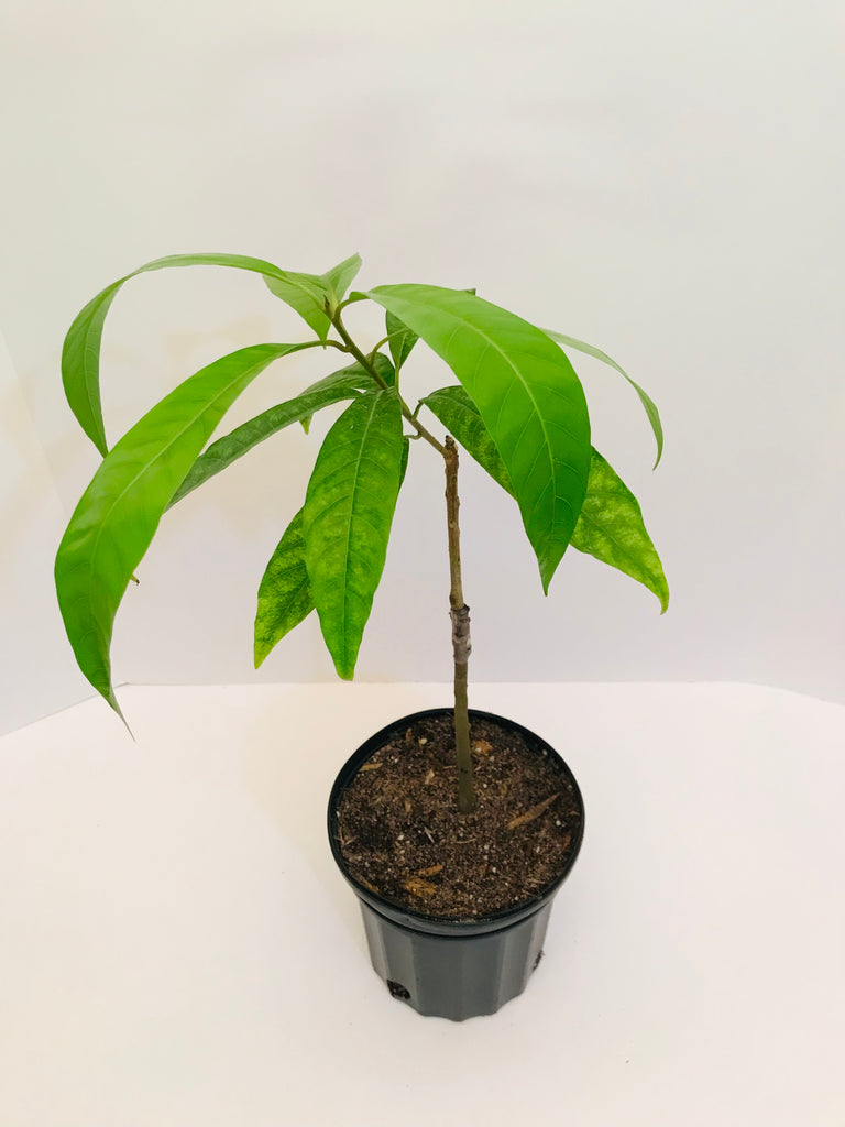Grafted Canistel AKA Egg Fruit tree 1 Gallon (4 Varieties) – Lara Farms ...