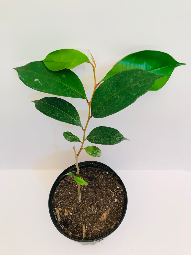 Grafted Caimito AKA Star Apple tree 1 Gallon (3 Varieties) – Lara Farms ...