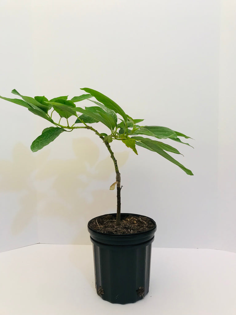 Grafted Avocado Tree 1 gallon (30 varieties!) – Lara Farms Miami