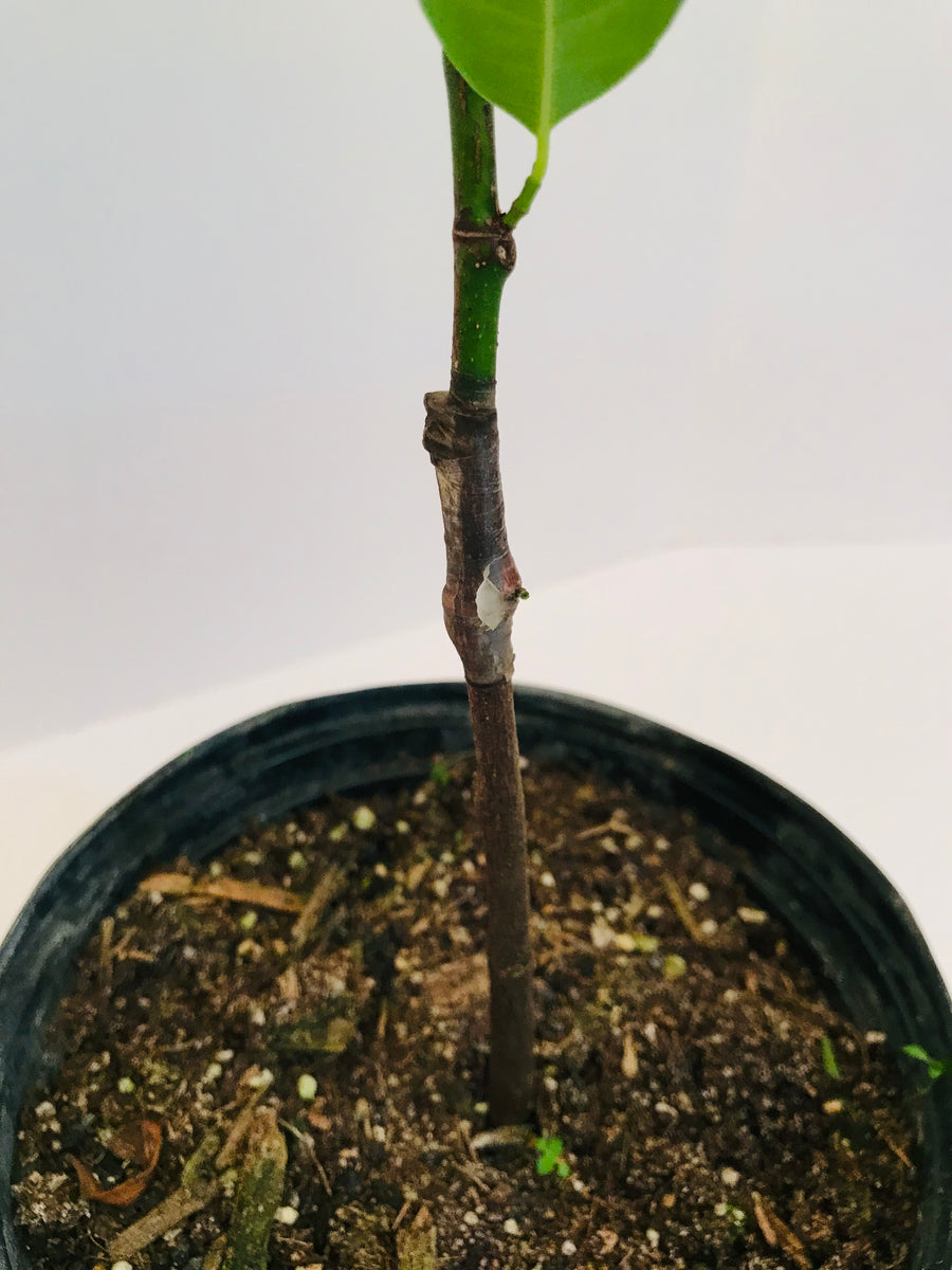 Grafted Jackfruit tree aka Jaca 1 Gallon (11 Varieties) – Lara Farms Miami