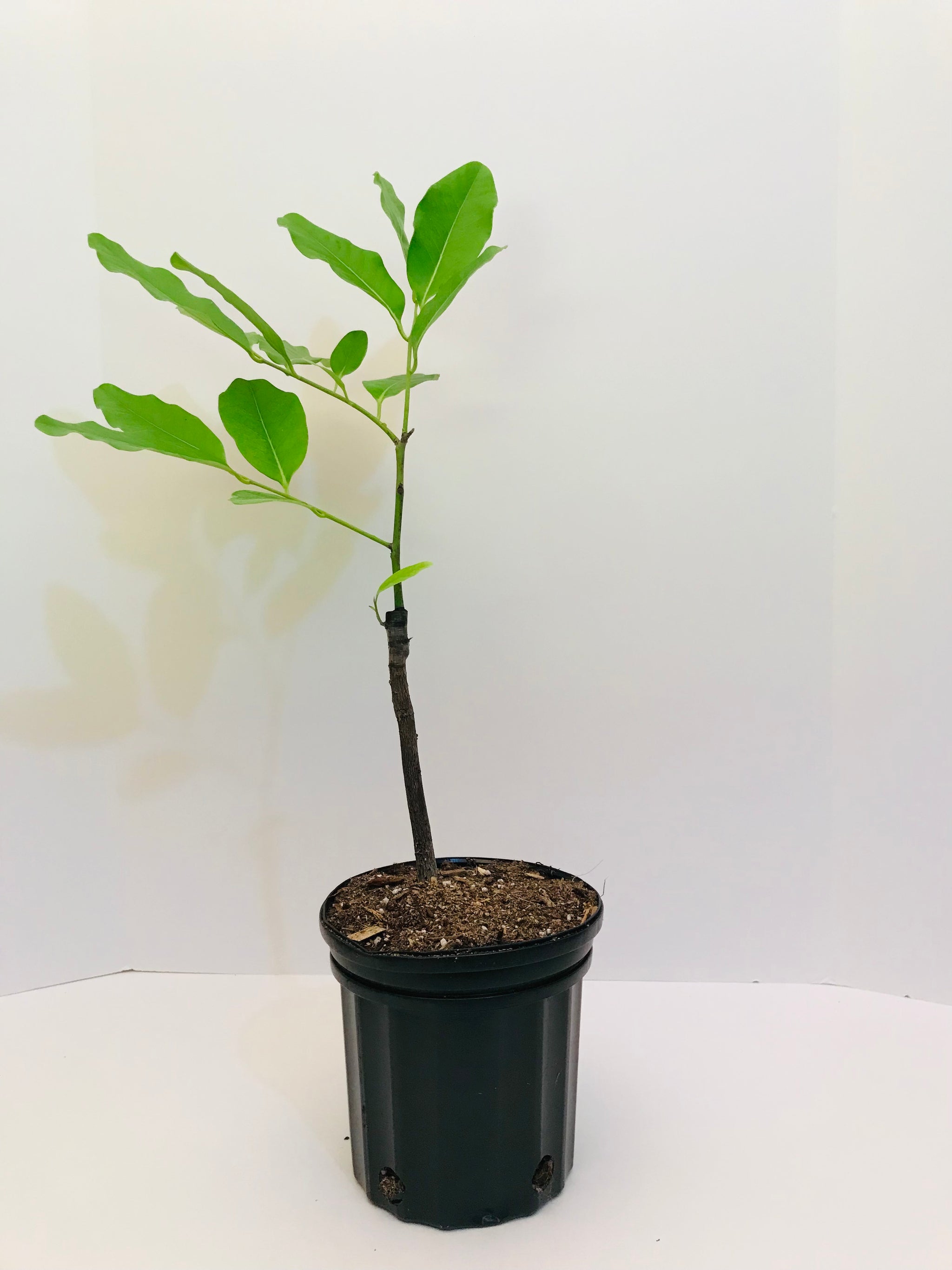 Grafted Black Sapote Tree AKA Chocolate Pudding Fruit 1 Gallon (4 Vari ...