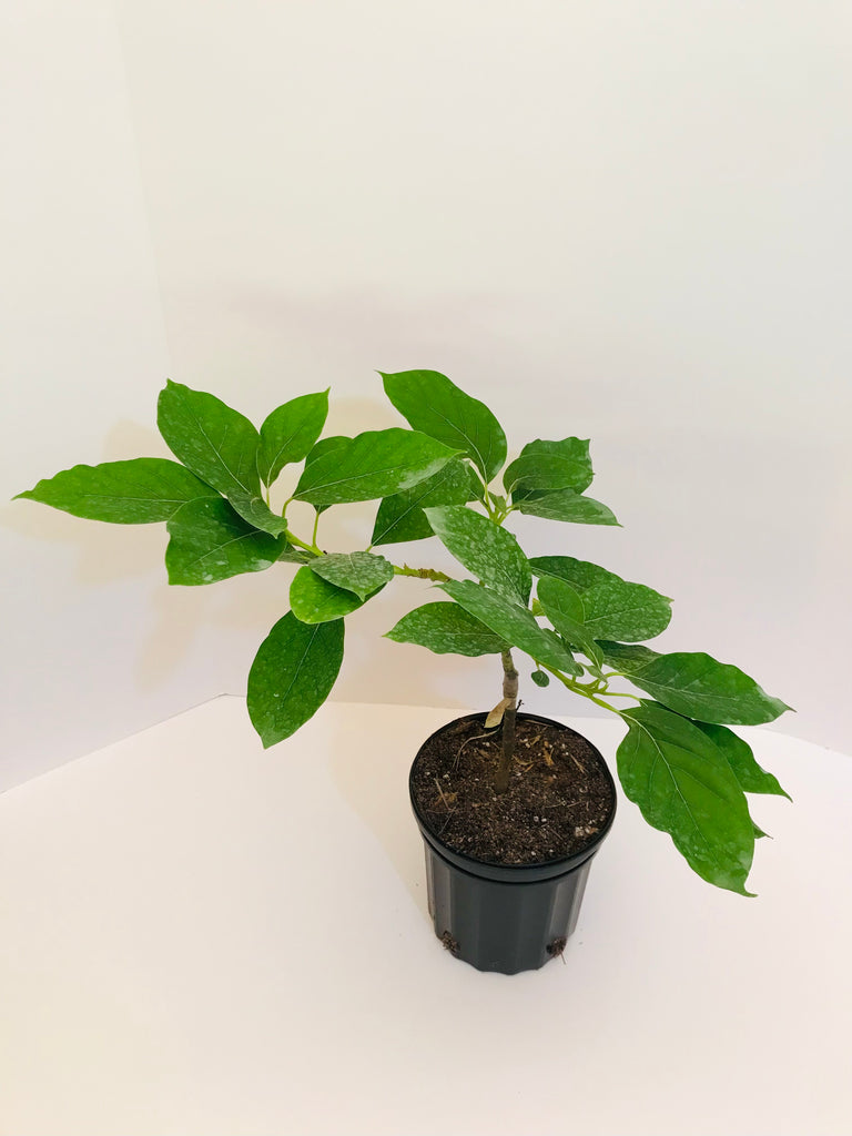 Grafted Avocado Tree 1 gallon (30 varieties!) – Lara Farms Miami