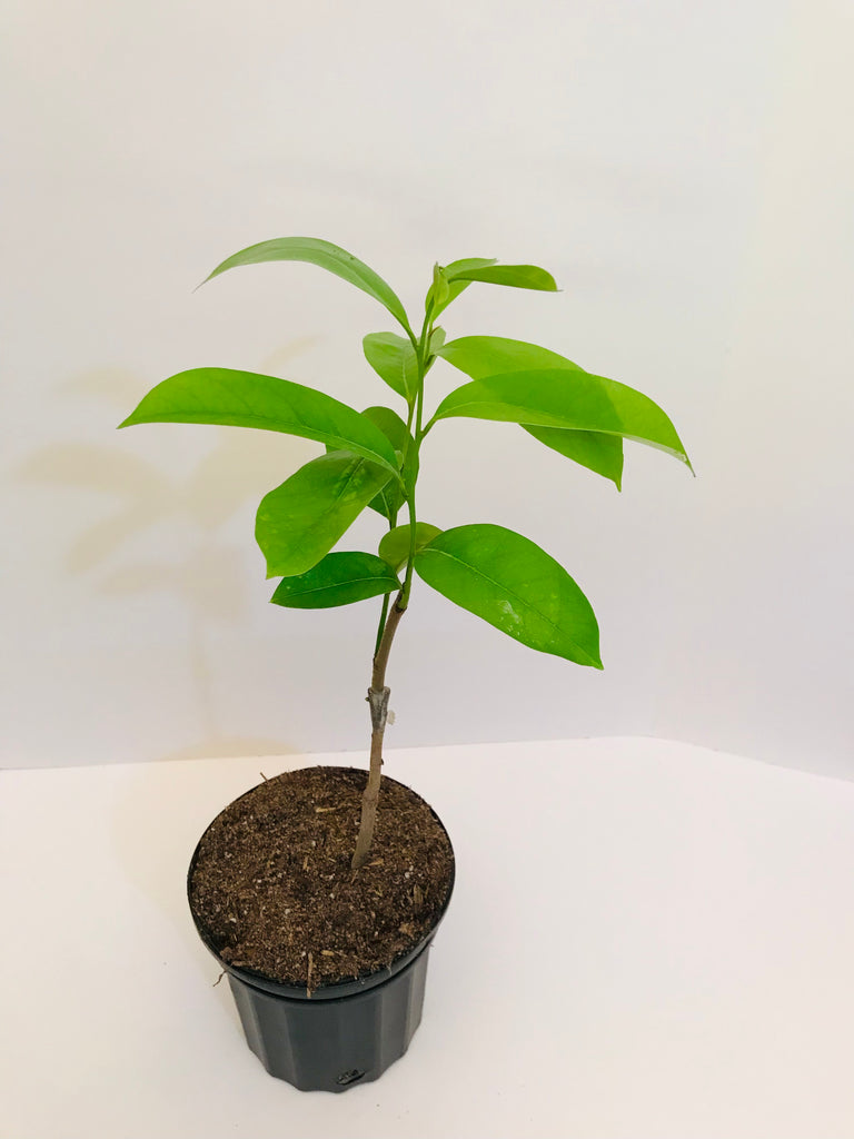 Grafted Soursop aka Guanabana Tree 1 Gallon (7 Varieties) – Lara Farms Miami