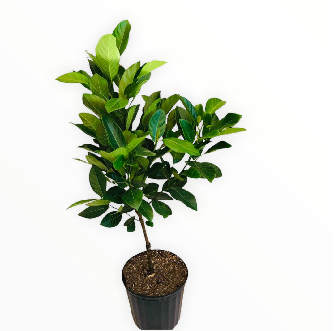 Grafted Jakfruit Tree aka Jaca 3 Gallon Pot (11 varieties) – Lara Farms ...