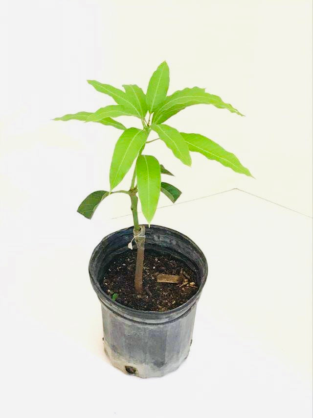 *Grafted MANGO TREE 1 GALLON (70+ VARIETIES WOW!) – Lara Farms Miami