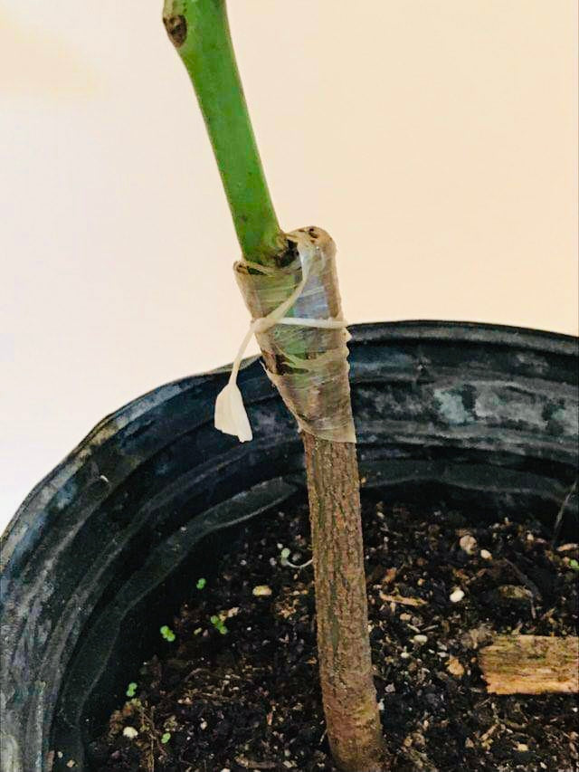 *Grafted MANGO TREE 1 GALLON (70+ VARIETIES WOW!) – Lara Farms Miami