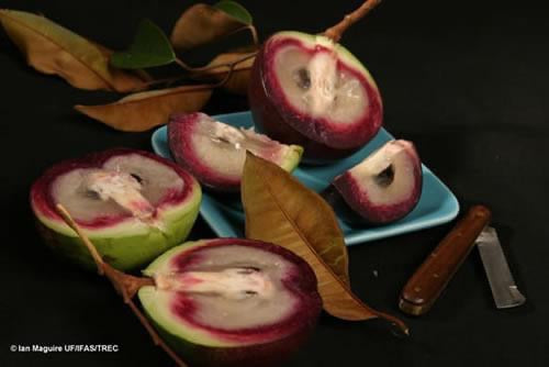 Grafted Caimito AKA Star Apple tree 1 Gallon (3 Varieties) – Lara Farms ...