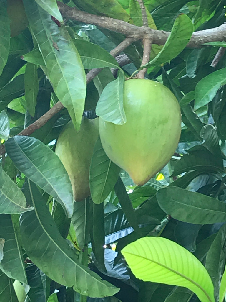 Grafted Canistel AKA Egg Fruit tree 1 Gallon (4 Varieties) – Lara Farms ...