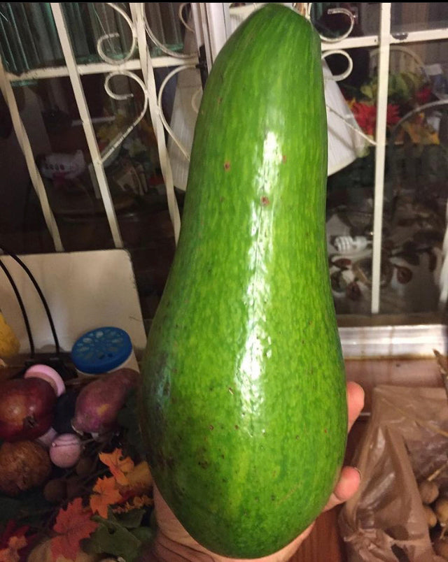 Grafted Avocado Tree 1 gallon (30 varieties!) – Lara Farms Miami