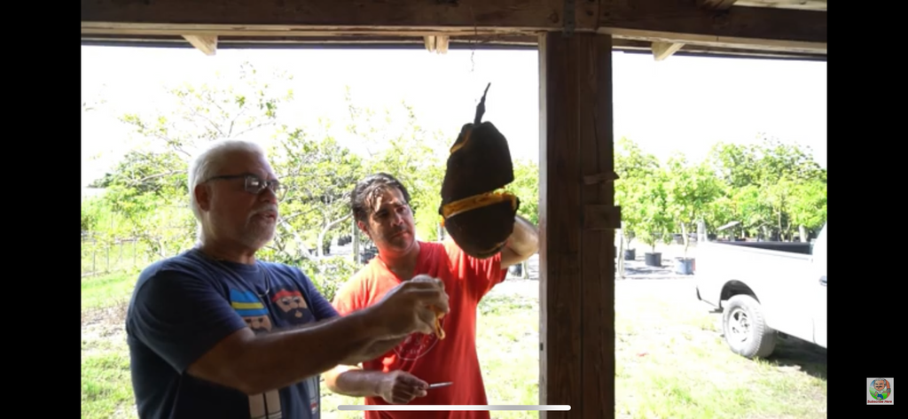 Grafted Jackfruit tree aka Jaca 1 Gallon (11 Varieties) – Lara Farms Miami