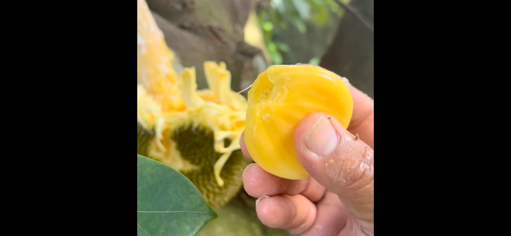 Grafted Jackfruit tree aka Jaca 1 Gallon (11 Varieties) – Lara Farms Miami