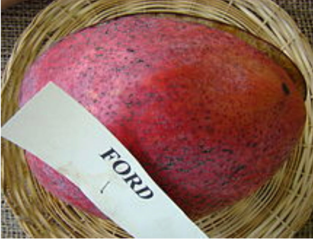 Mango Budwood Cultivars For Home Grafting – Lara Farms Miami