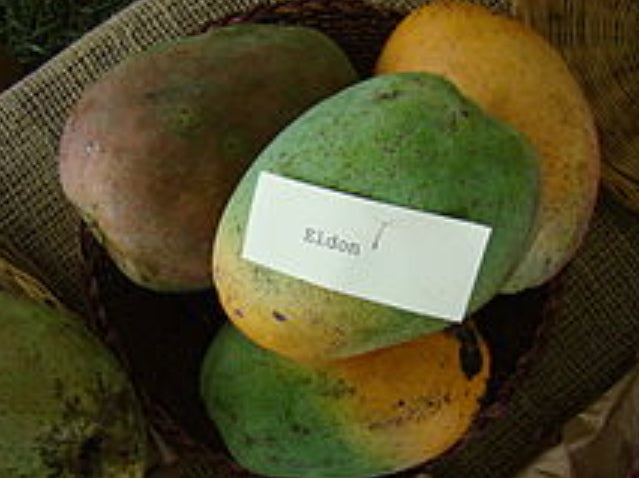 Mango Budwood Cultivars For Home Grafting – Lara Farms Miami