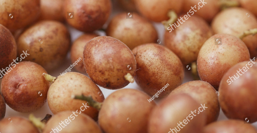 Grafted Wampee Tree 1 Gallon Pot (Fruit Tastes Like Sweet White Wine ...