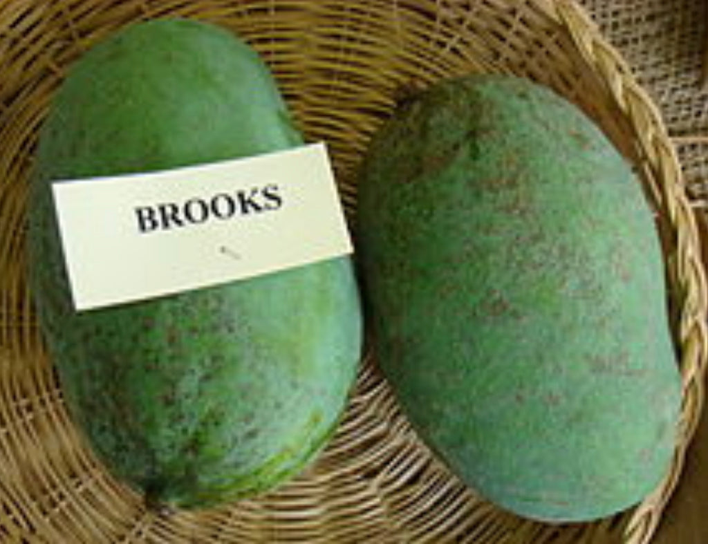 Mango Budwood Cultivars For Home Grafting – Lara Farms Miami