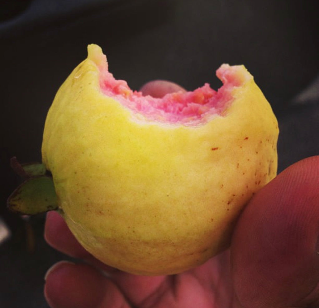 Grafted Guava 1 Gallon Container – Lara Farms Miami