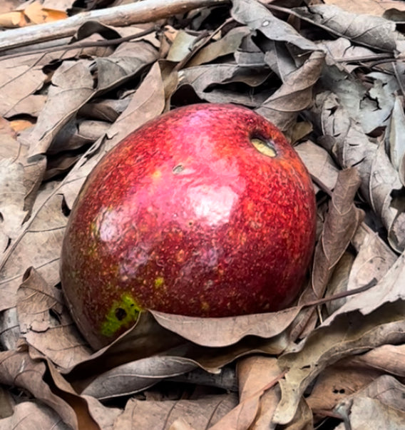 Grafted Avocado Tree 1 gallon (30 varieties!) – Lara Farms Miami