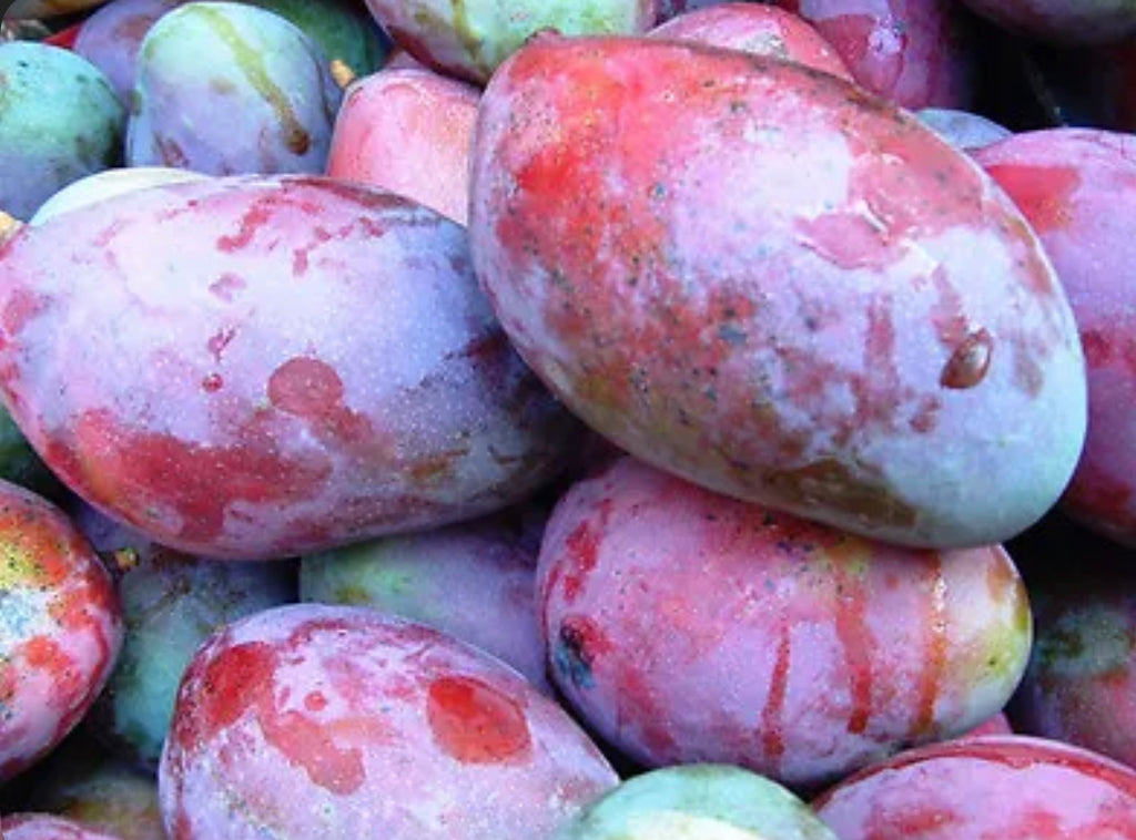 Mango Budwood Cultivars For Home Grafting – Lara Farms Miami