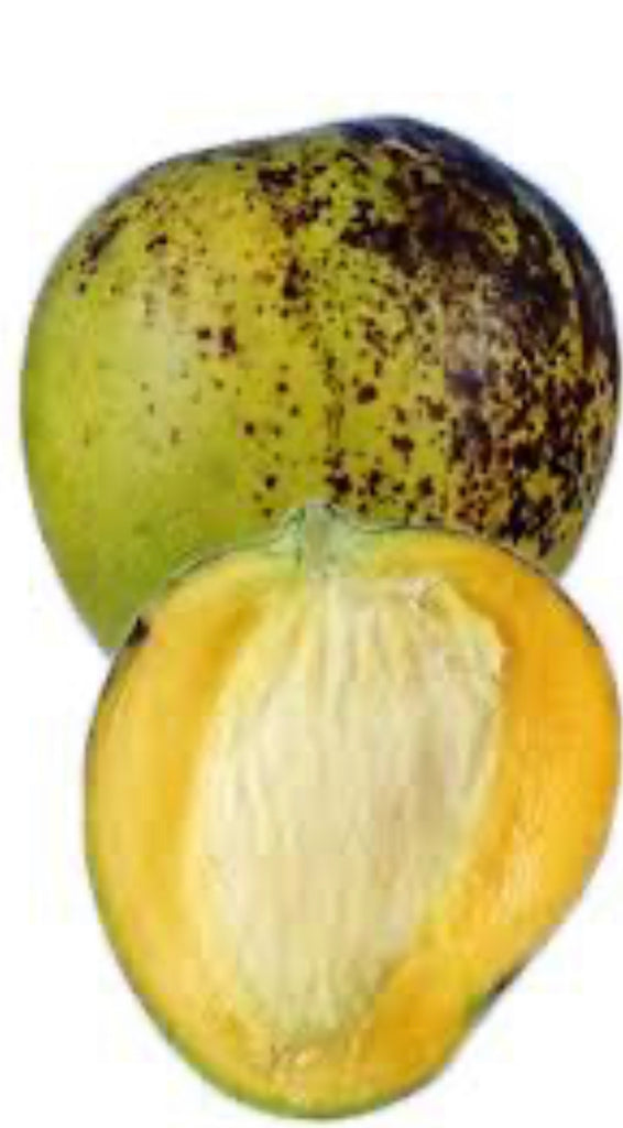 *Grafted Mango Tree 3 Gallons – Lara Farms Miami