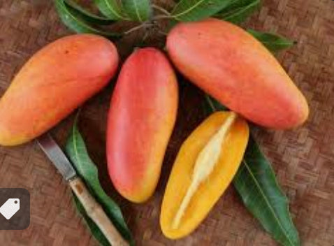 *Grafted Mango Tree 3 Gallons – Lara Farms Miami