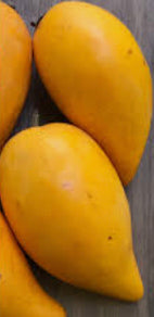 Grafted Canistel Tree aka Egg Fruit 3 Gallon pot (5 varieties) – Lara ...
