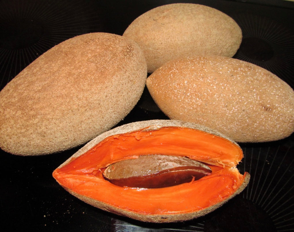 *MAMEY SAPOTE Fruit Cultivars From Our Famous Collection (Yes Availabl ...