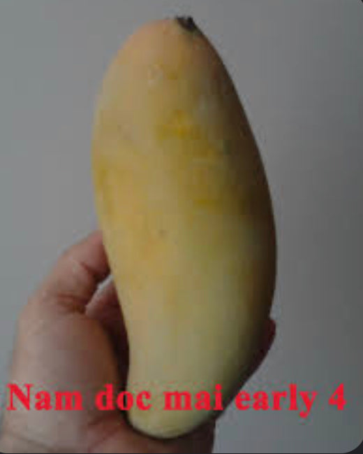 *Grafted Mango Tree 3 Gallons – Lara Farms Miami