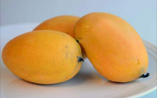 *Grafted MANGO TREE 1 GALLON (70+ VARIETIES WOW!) – Lara Farms Miami