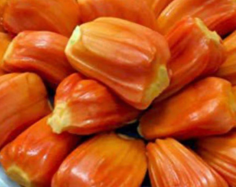 Grafted Jackfruit tree aka Jaca 1 Gallon (11 Varieties) – Lara Farms Miami