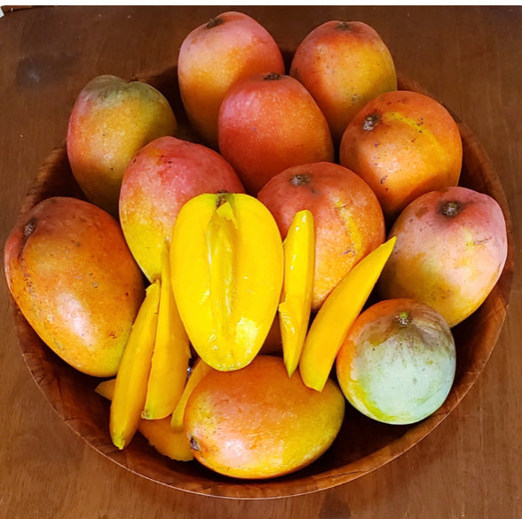 *Grafted MANGO TREE 1 GALLON (70+ VARIETIES WOW!) – Lara Farms Miami