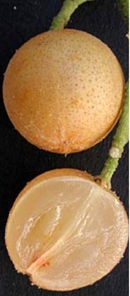 Grafted Wampee Tree 1 Gallon Pot (Fruit Tastes Like Sweet White Wine ...