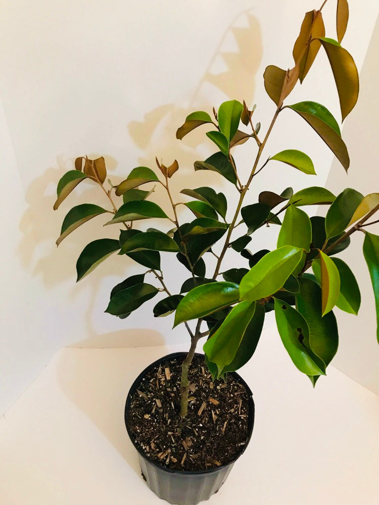 Grafted Caimito AKA Star Apple 3 Gallon (3 varieties) – Lara Farms Miami