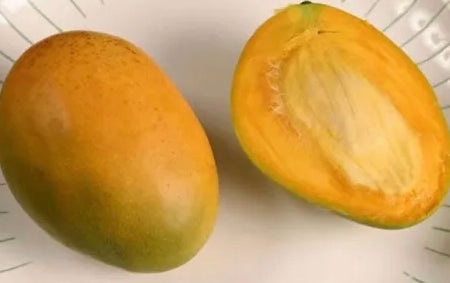 *Grafted Mango Tree 3 Gallons – Lara Farms Miami