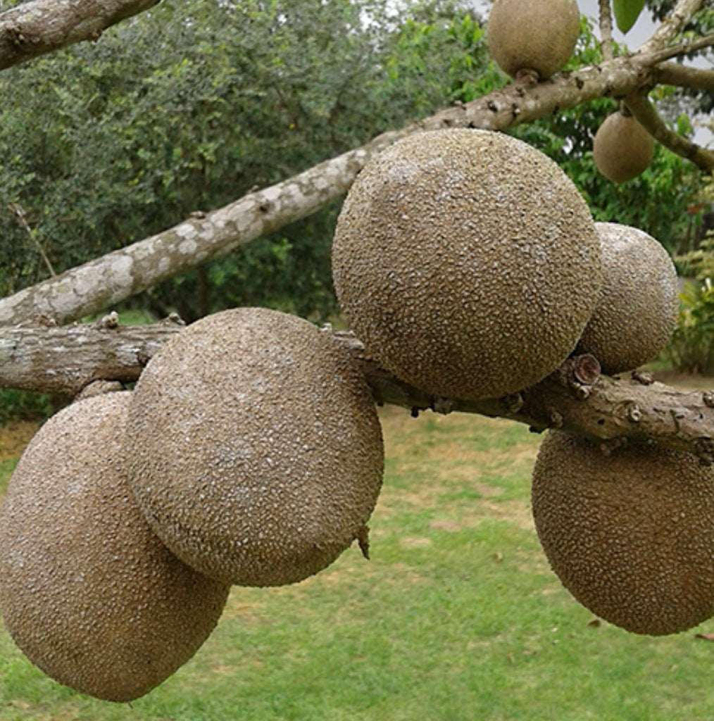 Grafted Mamey Sapote 1 Gallon – Lara Farms Miami