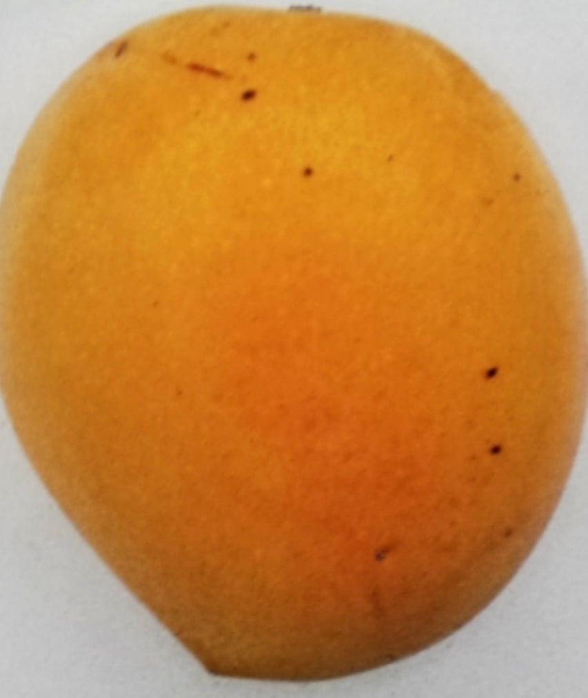 Mango Budwood Cultivars For Home Grafting – Lara Farms Miami