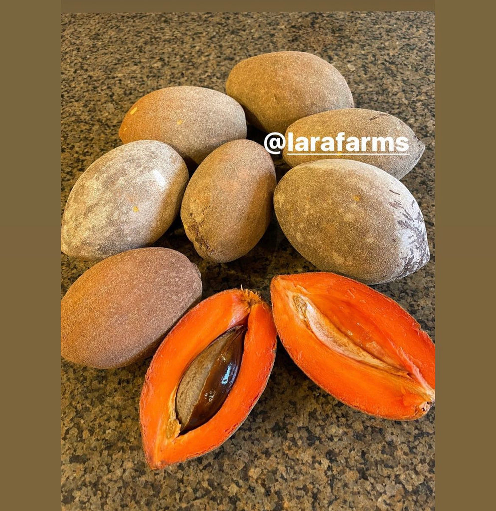 *MAMEY SAPOTE Fruit Cultivars From Our Famous Collection (Yes Availabl ...
